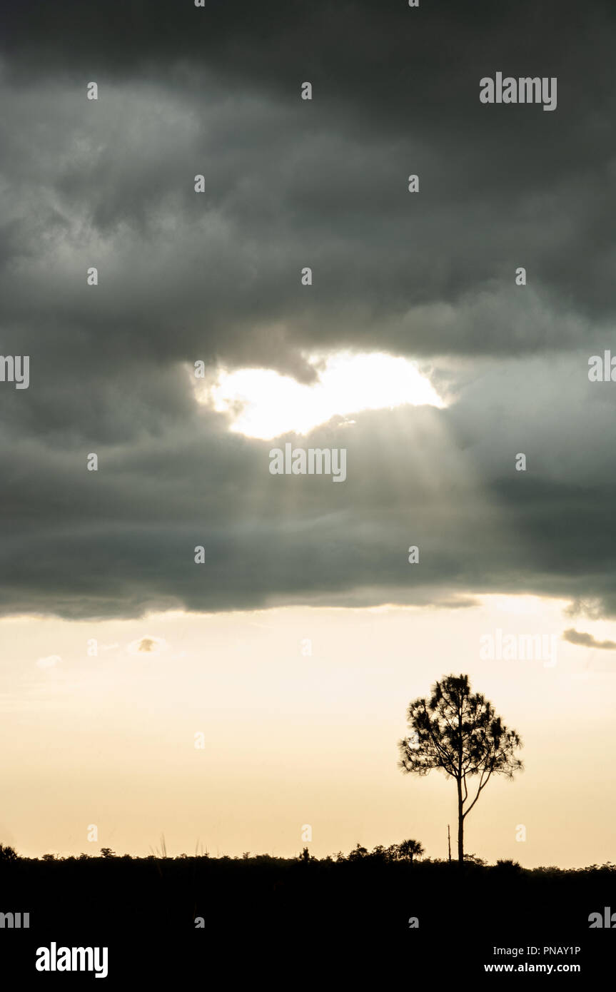 Everglades storm hi-res stock photography and images - Alamy