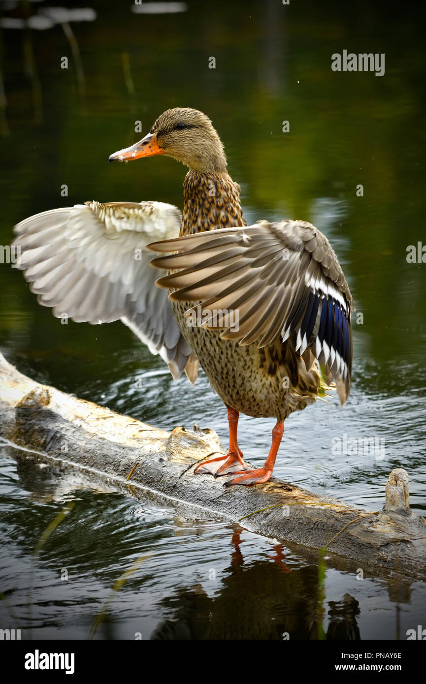 A female mallard duck (Anas platyrhynchos);standing on a sunken log ...