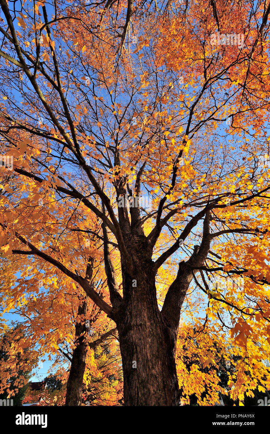 A vertical image of a mature maple tree "Acre saccharum", its leaves ...