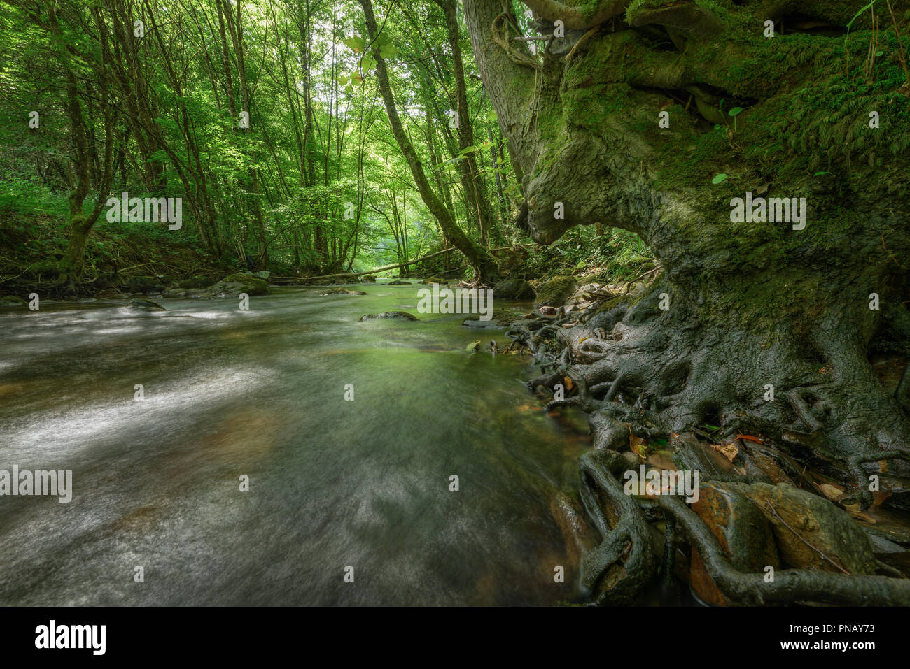 Serpentine roots of a centennial chestnut tree by the river, in ...