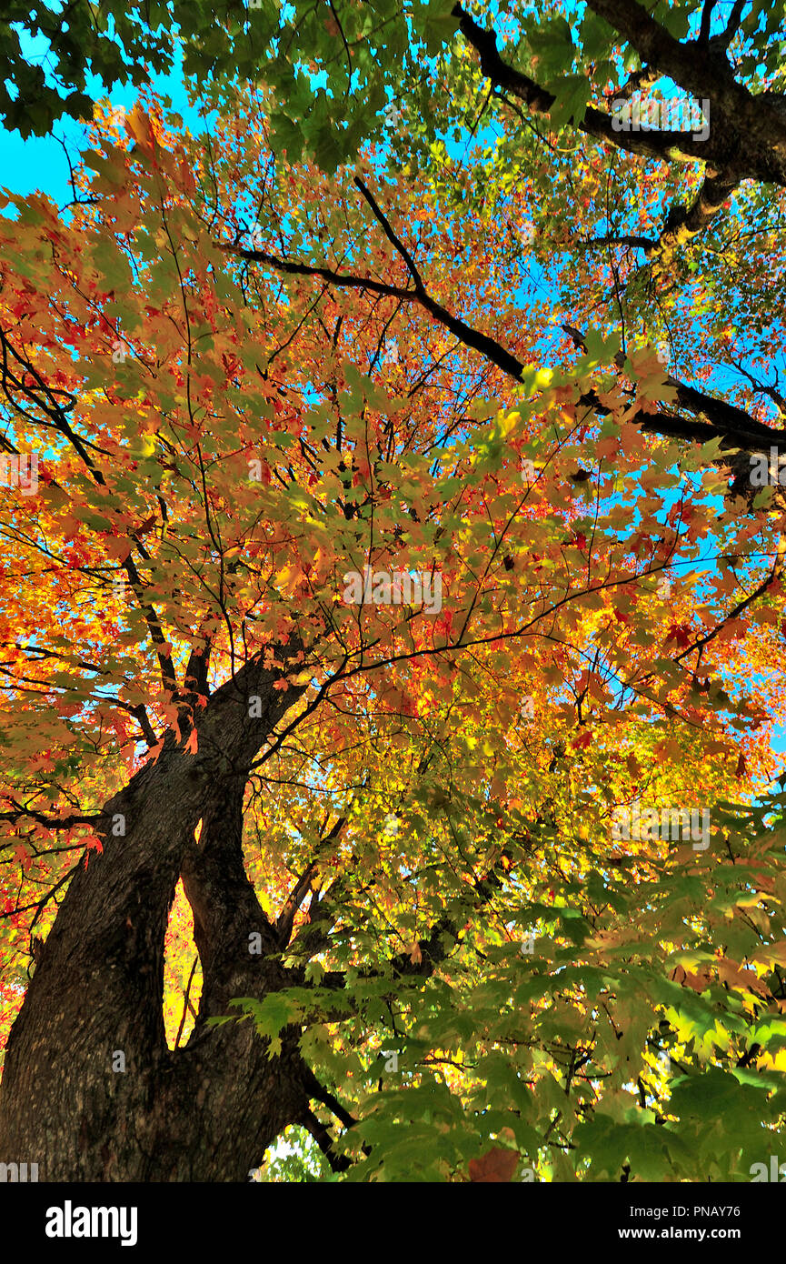 A vertical image looking up through the maple tree branches "Acre ...