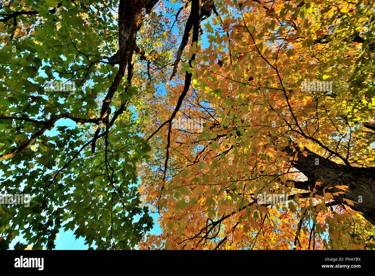 Maple tree landscape nature hi-res stock photography and images - Alamy
