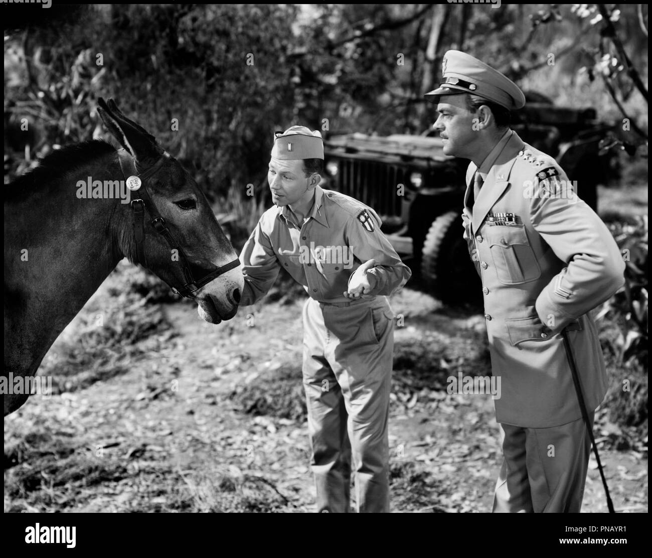 Francis The Talking Mule Stock Photos & Francis The Talking Mule Stock ...