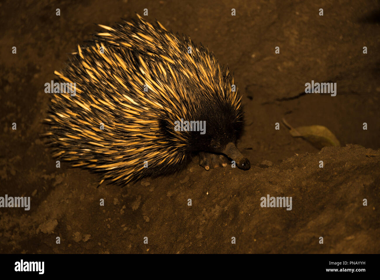 Short-Beaked Echidna (Tachyglossus aculeatus Stock Photo - Alamy