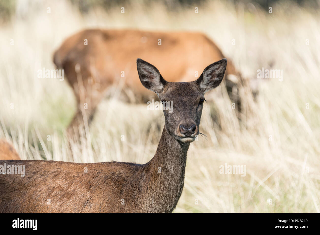 Doe Red Deer (Cervus elaphus) looking straight at the camera Stock ...