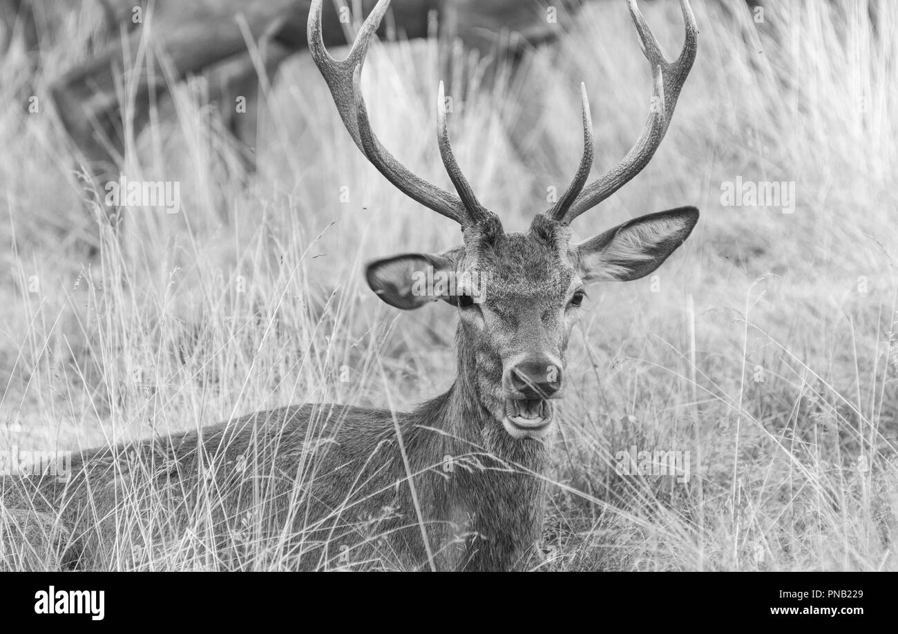 White stag lying Black and White Stock Photos & Images - Alamy