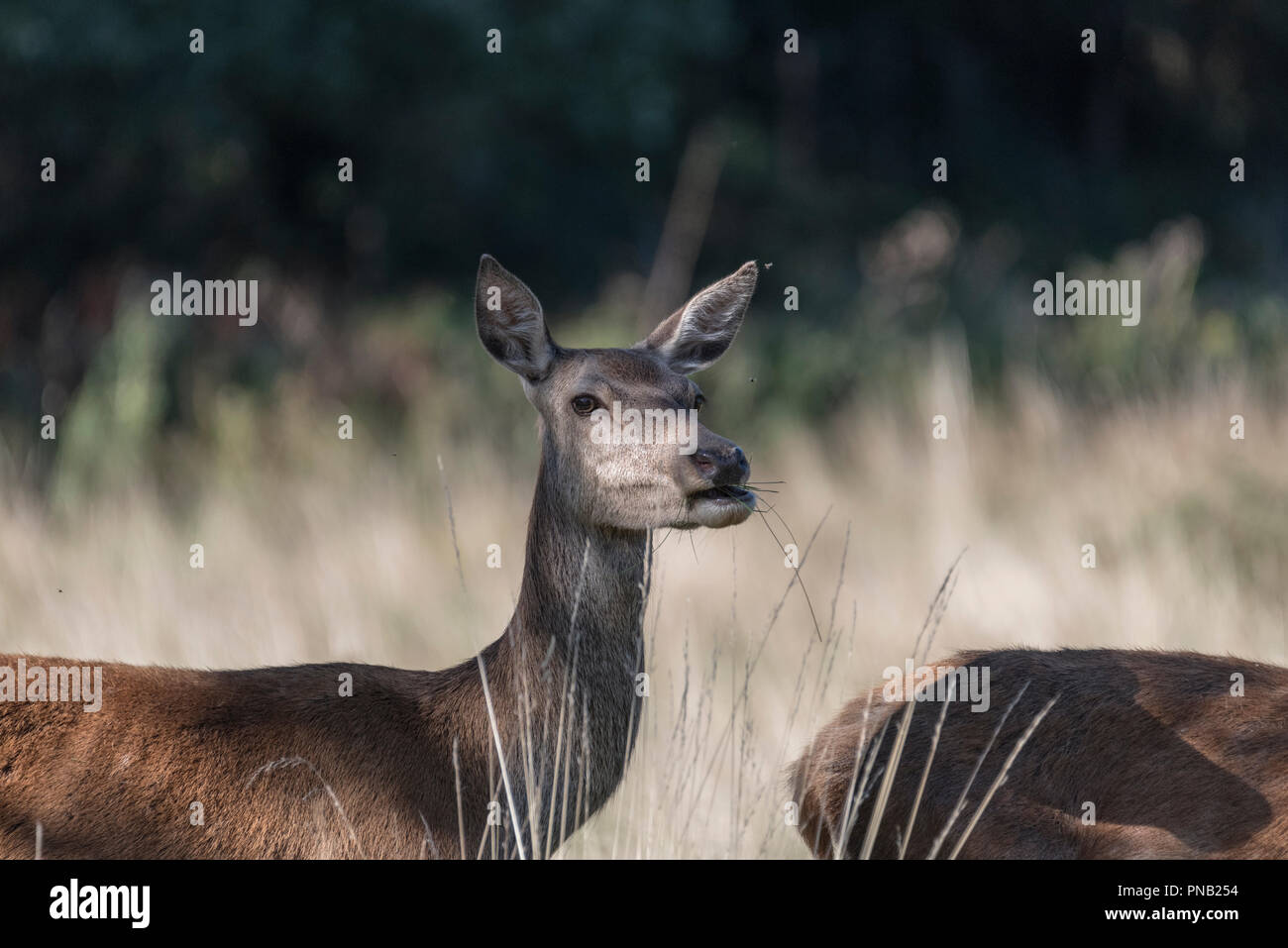 Doe red deer hi-res stock photography and images - Alamy