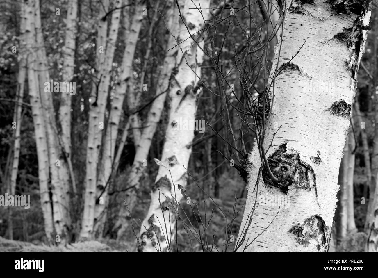 Silver birch trees on Wimbledon Common, Wimbledon, London, UK Stock ...