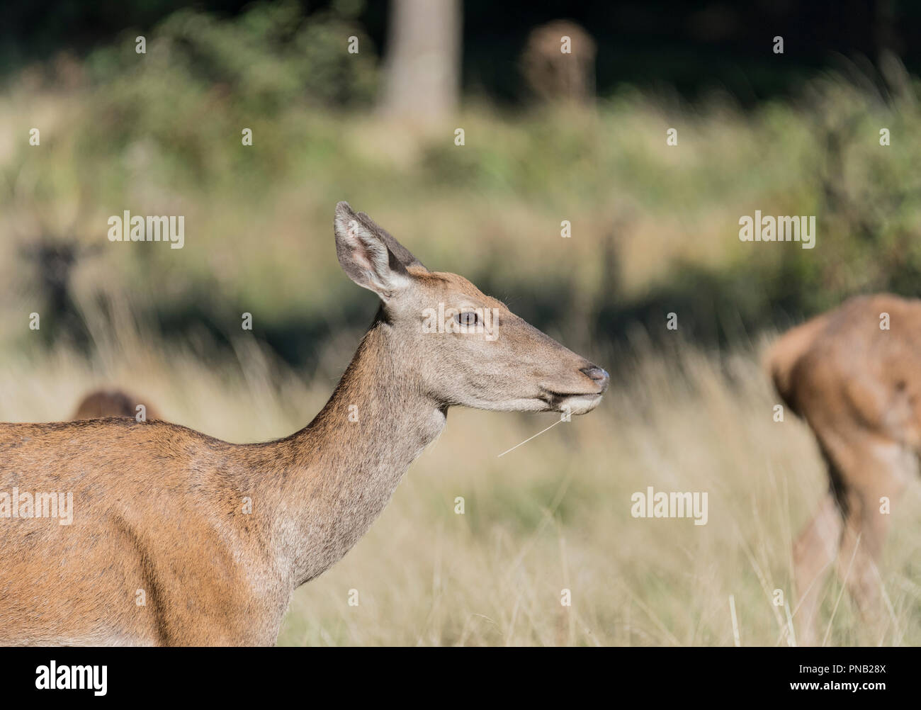 Doe Red Deer (Cervus elaphus Stock Photo - Alamy