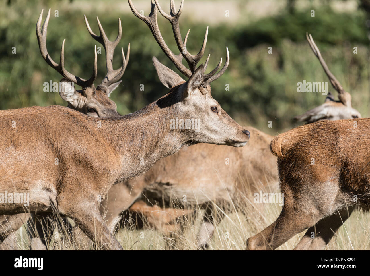 Group of walking Red Deer (Cervus elaphus) stags Stock Photo - Alamy