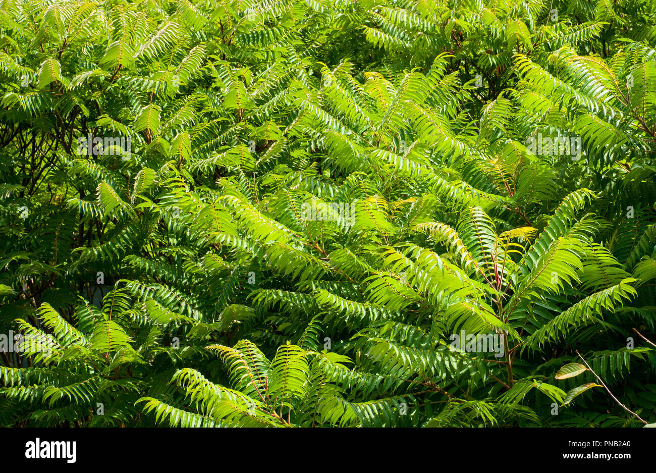Shrubs and thickets hi-res stock photography and images - Alamy