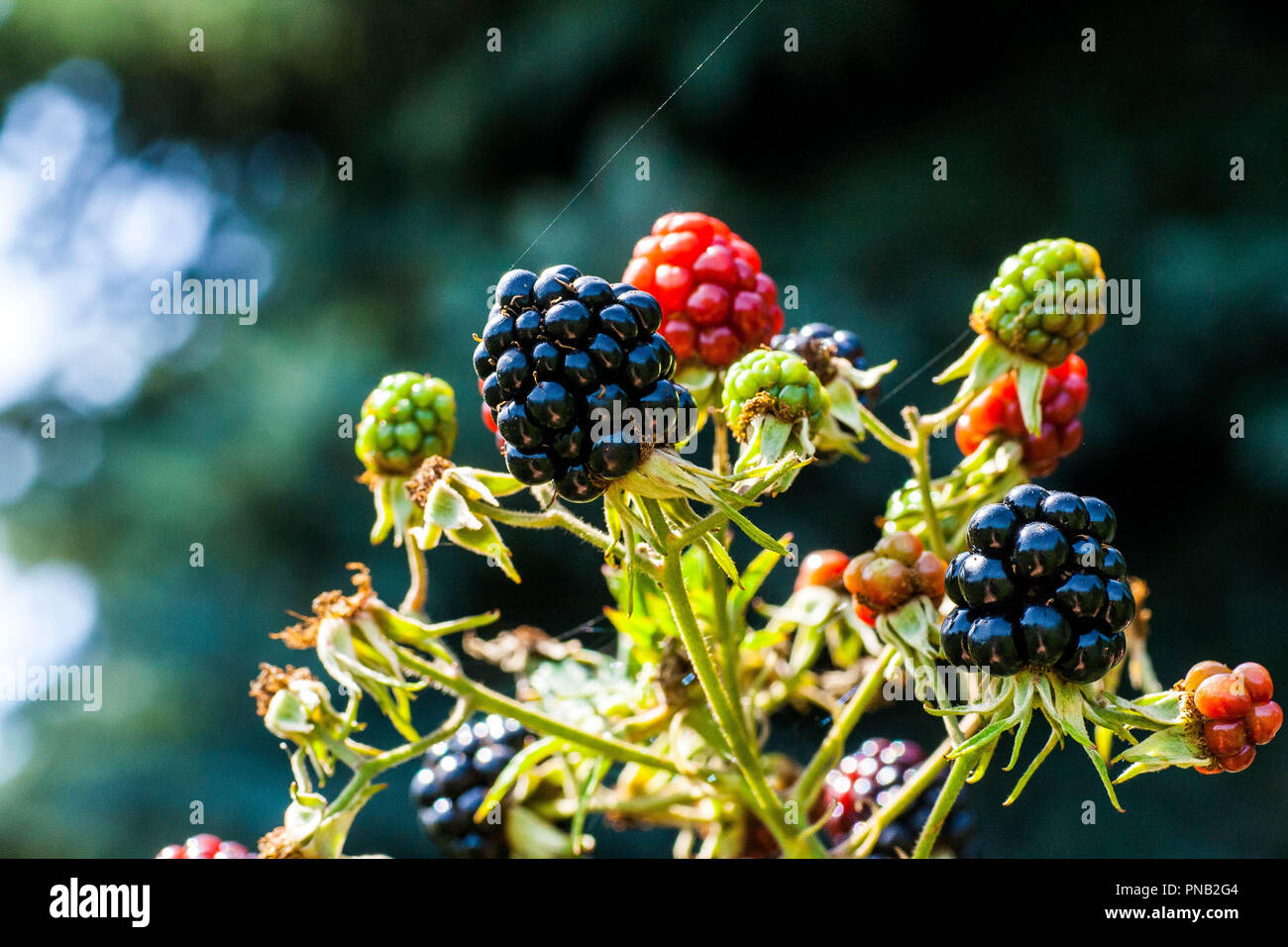 Ripe forest blackberries Stock Photo - Alamy