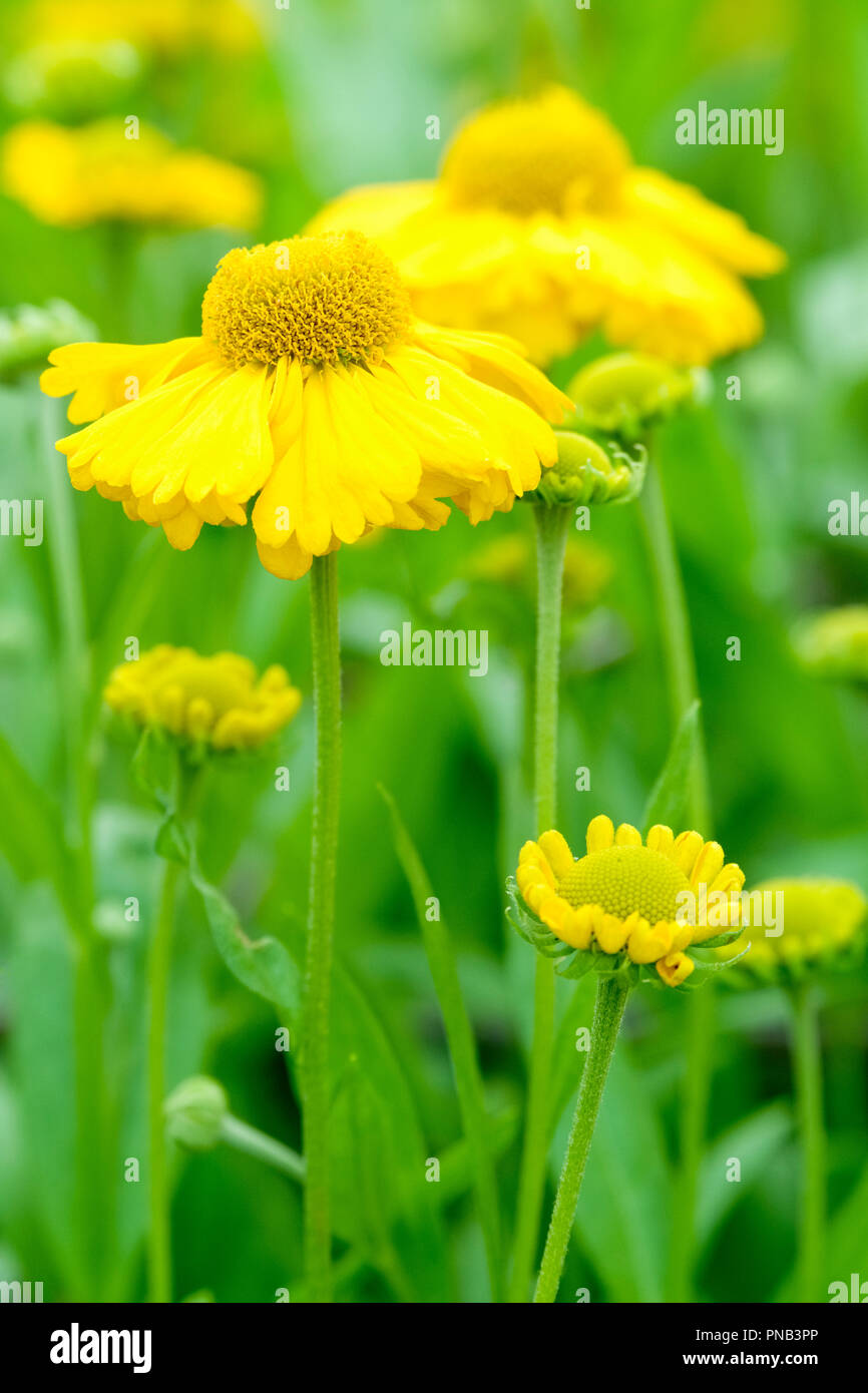 Yellow star helenium hi-res stock photography and images - Alamy
