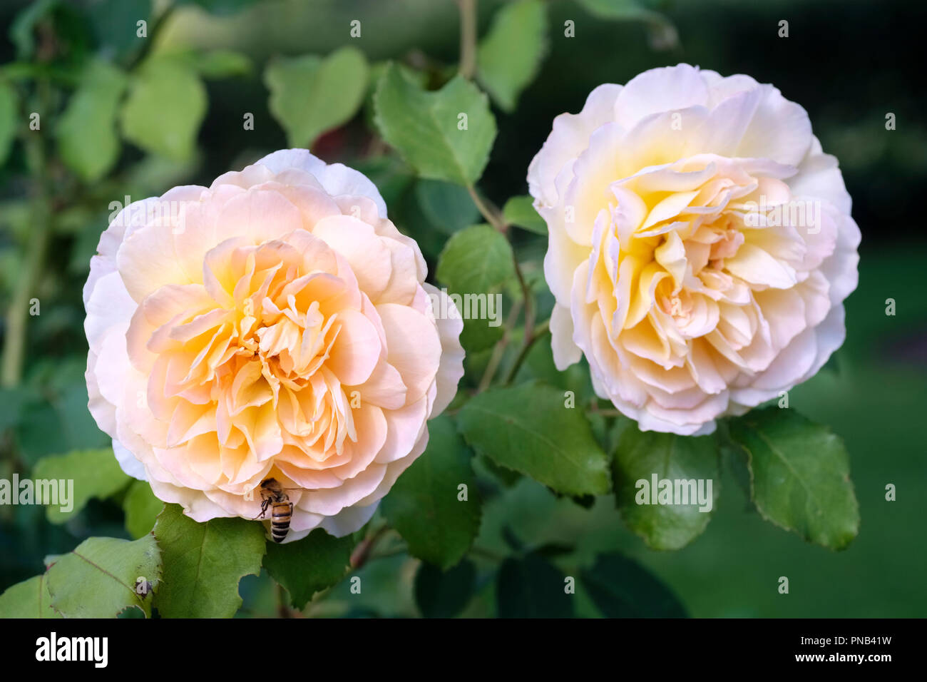 Rosa molineux ausmol rose hi-res stock photography and images - Alamy