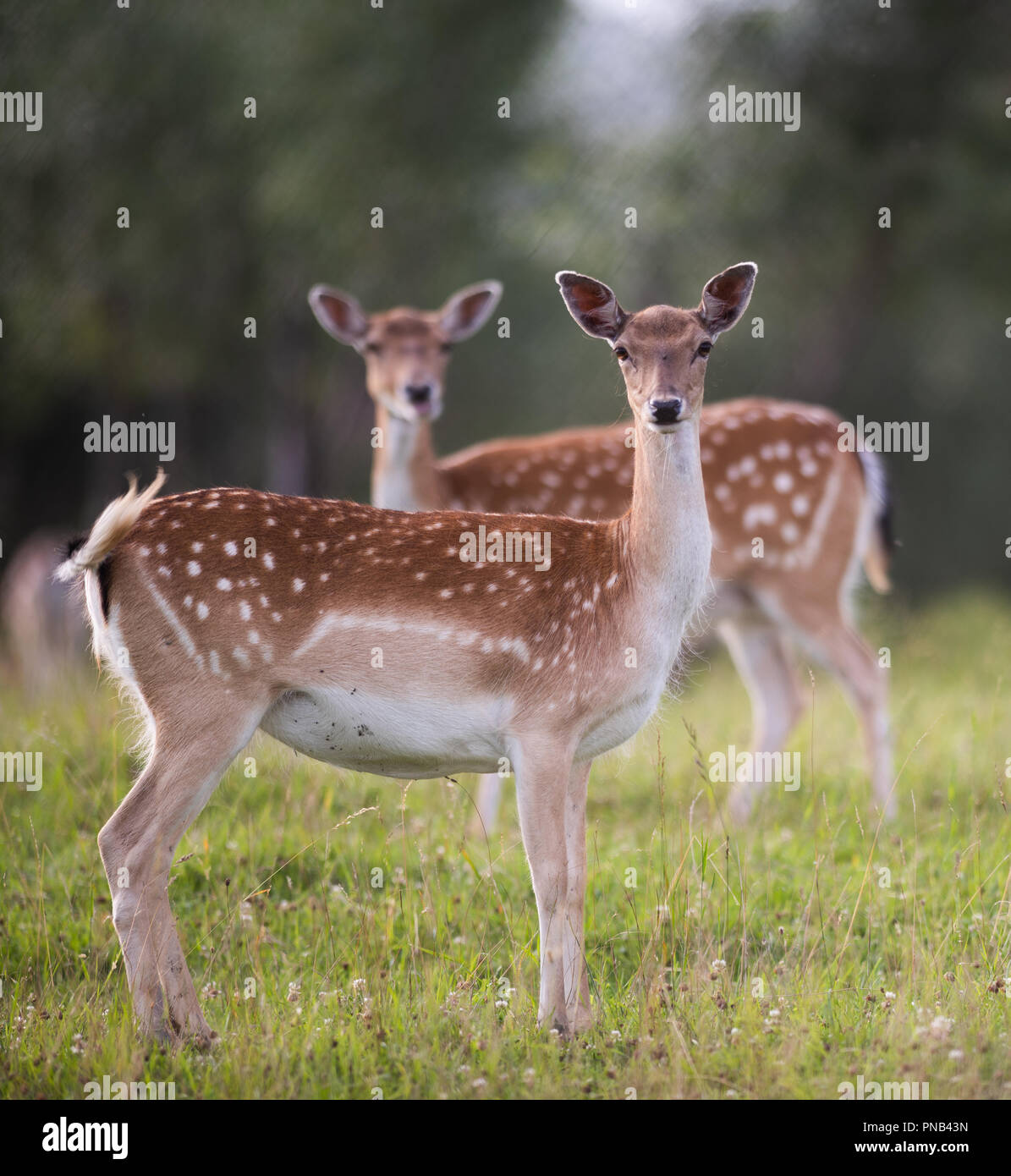 Beautiful sika deer sunset hi-res stock photography and images - Alamy