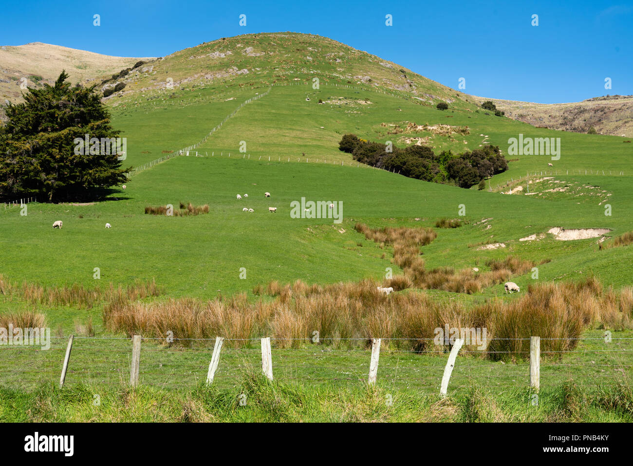 New zealand farming farm hi-res stock photography and images - Alamy