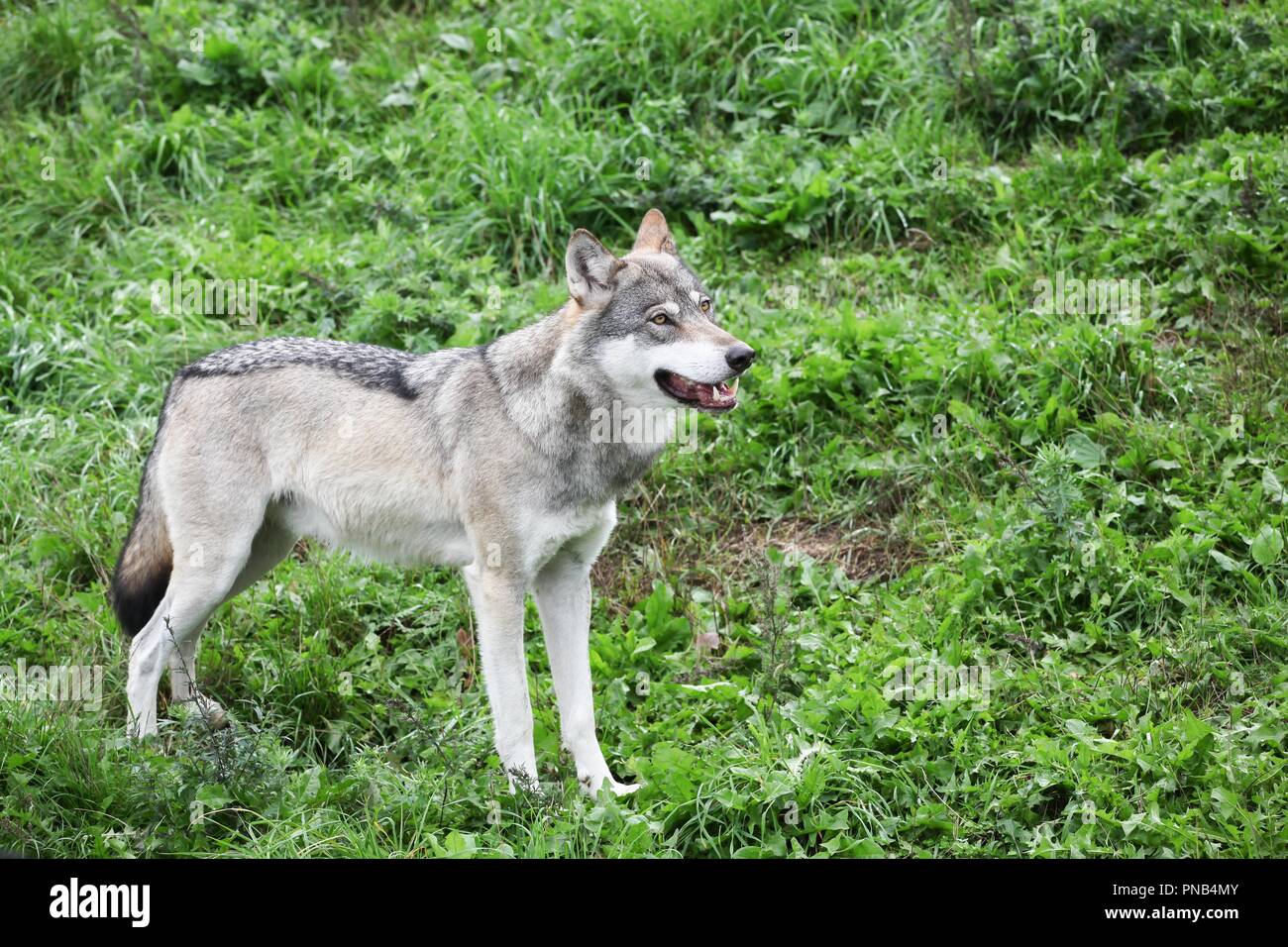 Wolf in the nature Stock Photo - Alamy