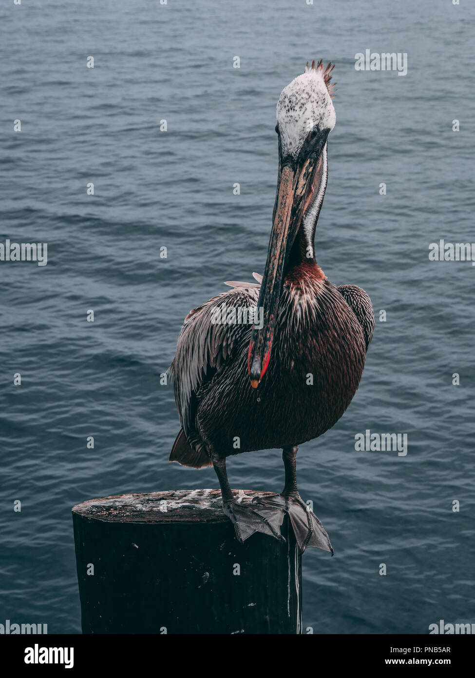 Pelican bird looking camera hi-res stock photography and images - Alamy