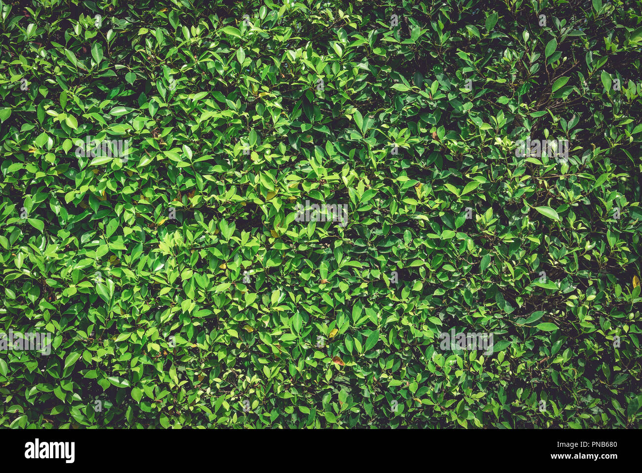 Green wall nature plant background. Tree Texture and Wallpaper concept ...