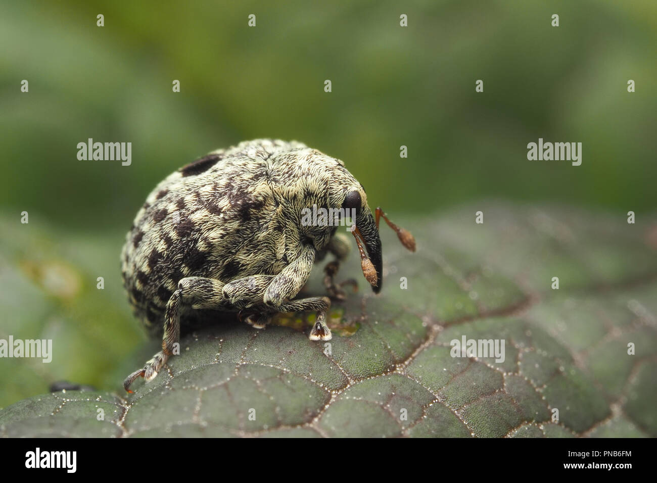 Figwort Weevil (Cionus hortulanus) sitting on figwort leaf. Tipperary ...
