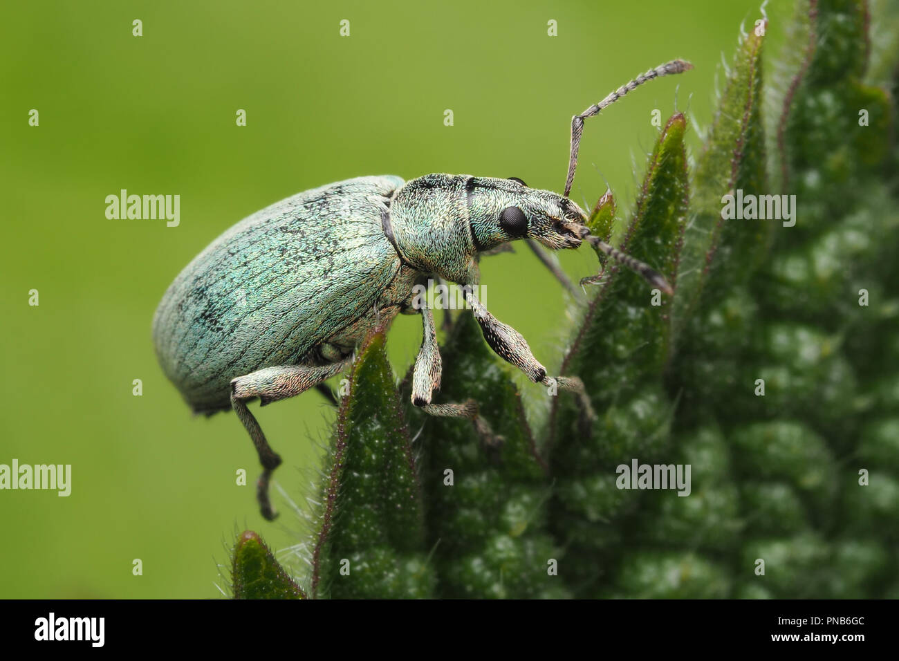 Green Weevil (Phyllobius sp) crawling up plant leaf.Tipperary, Ireland ...