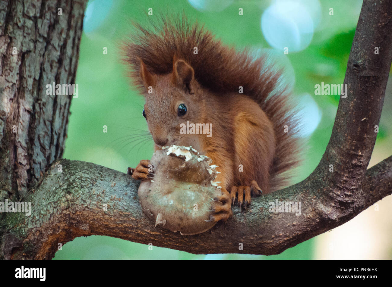 Animal eating mushroom hi-res stock photography and images - Alamy