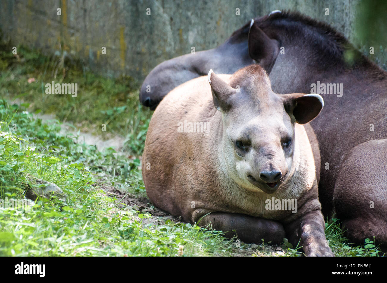 Little black tapir hi-res stock photography and images - Alamy