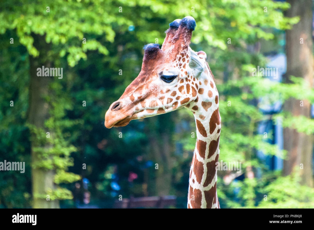 Graceful wild giraffe looking left, at the zoological park Stock Photo ...