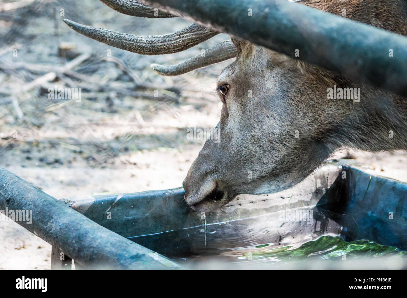 Deer drinking water hi-res stock photography and images - Alamy