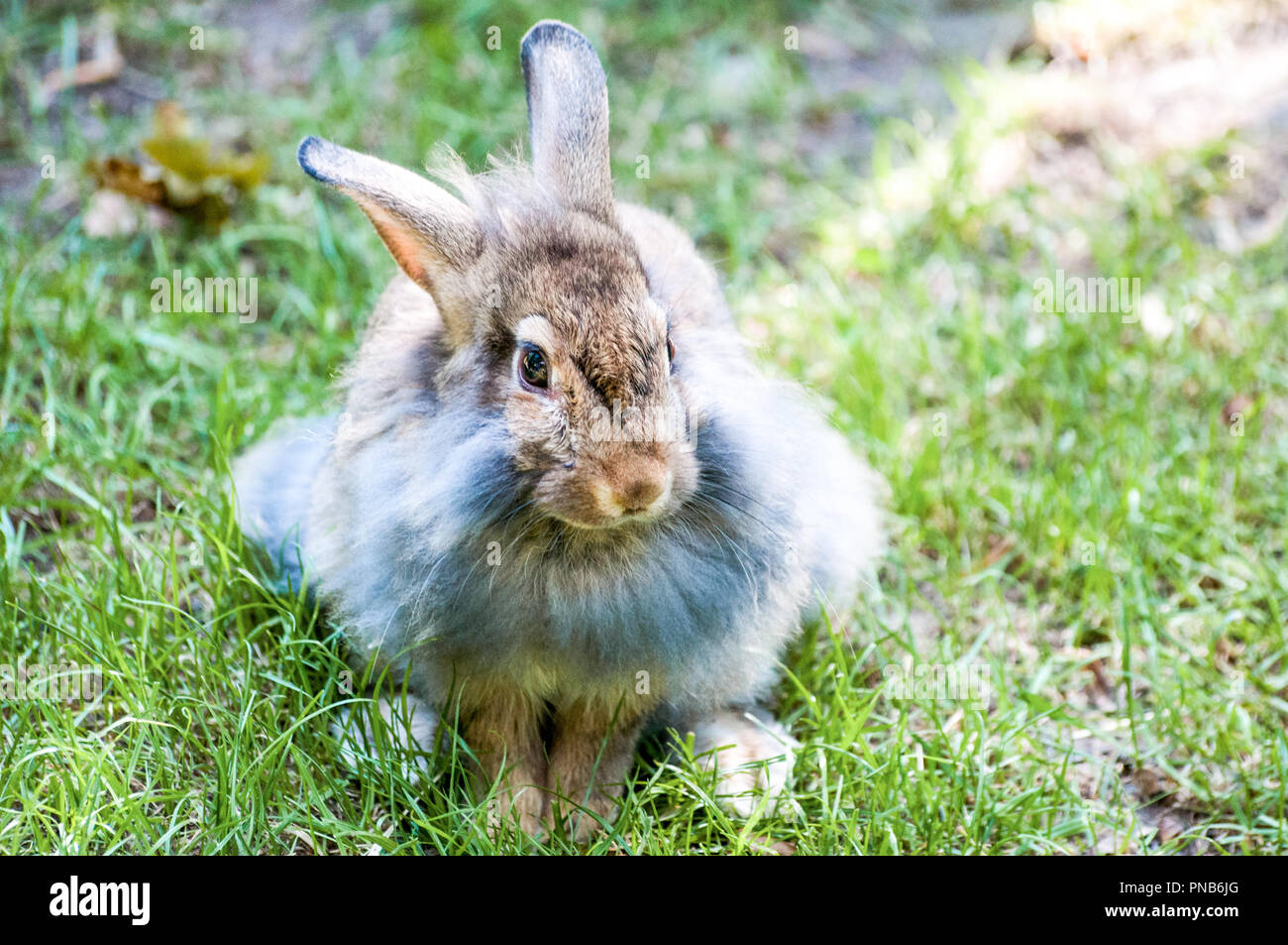 Bunny nose hi-res stock photography and images - Alamy