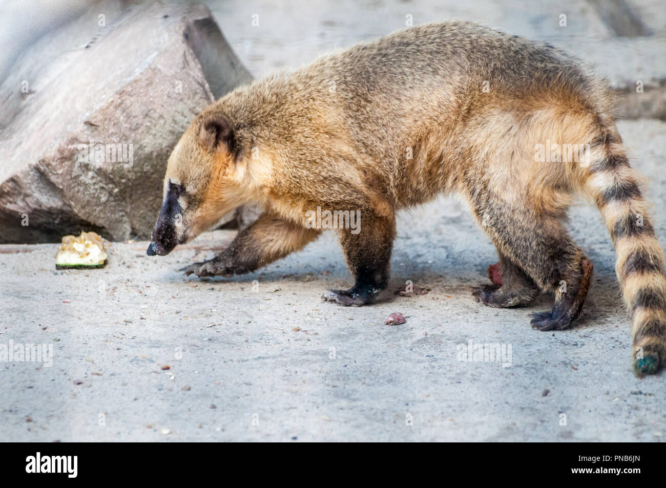 Nasua going for its food on sand, at the zoological park Stock Photo ...