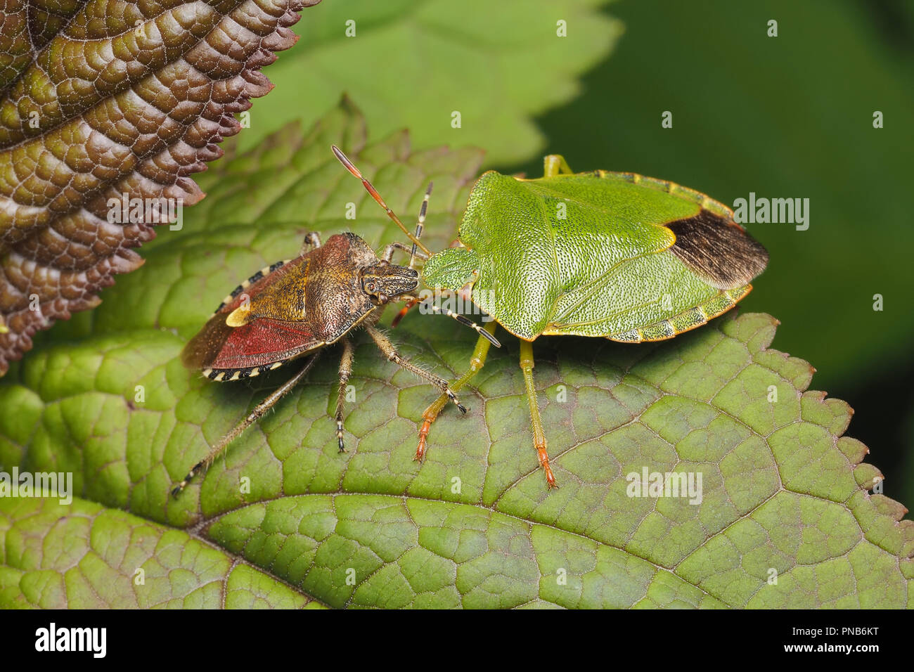Hairy Shieldbug on left and Common Green Shieldbug on right. Tipperary ...