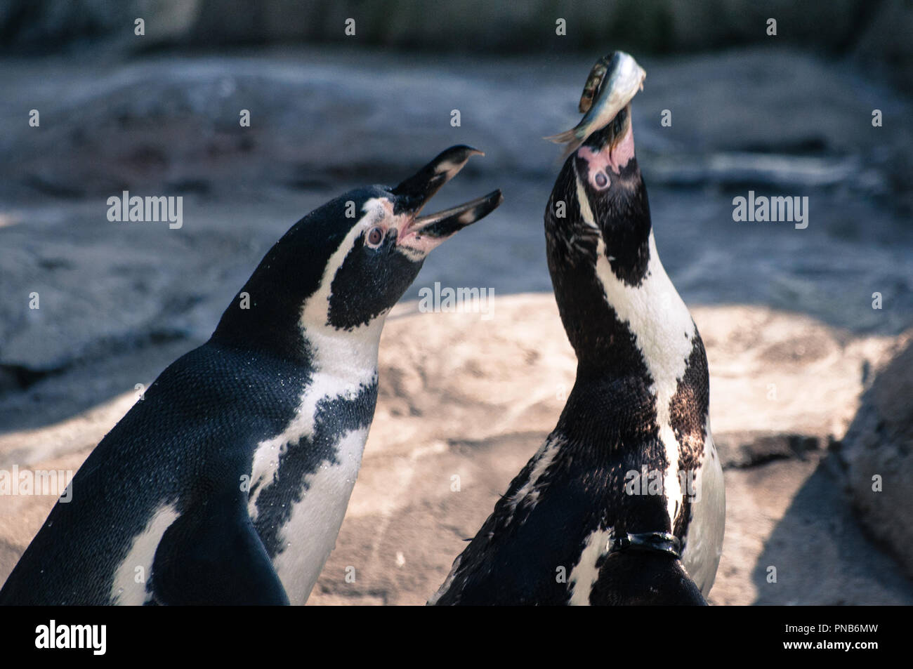 Two penguins fighting over a fish at the zoological park Stock Photo ...