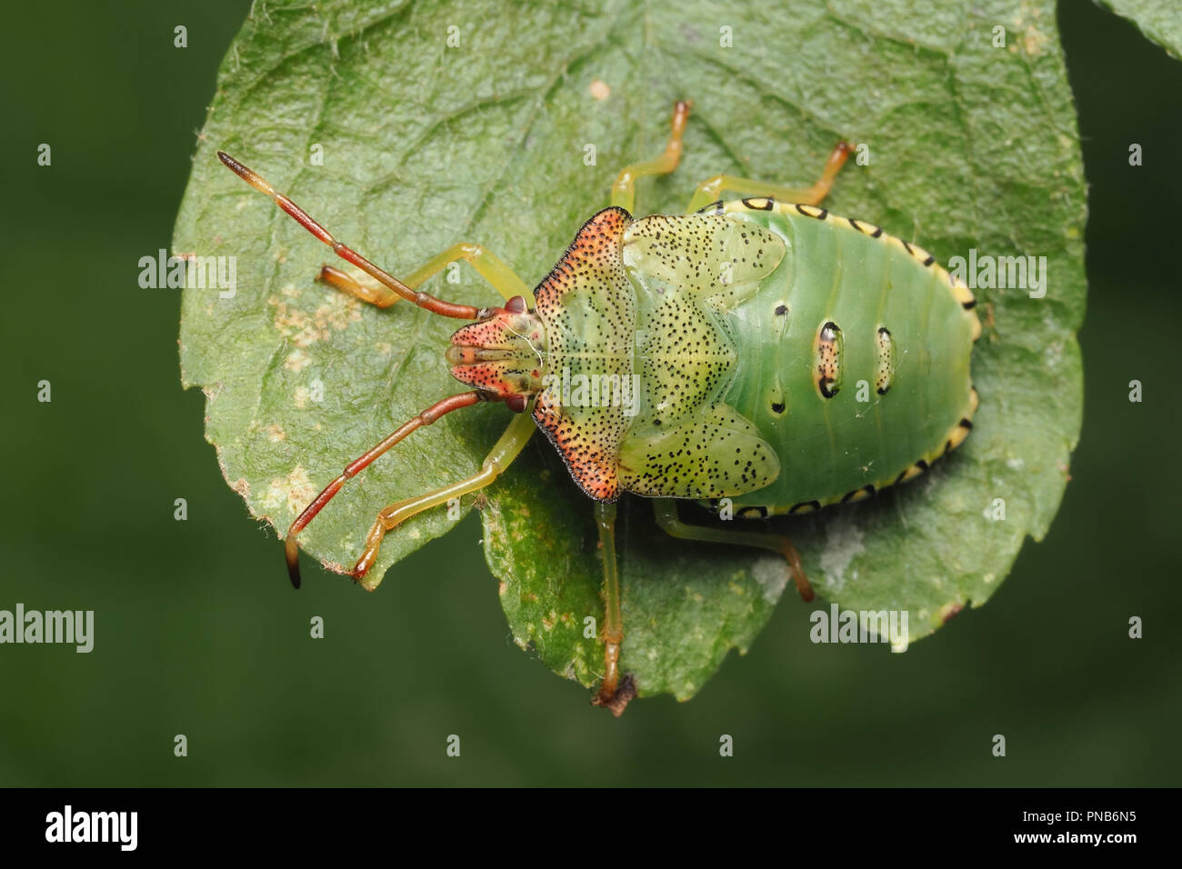 Shieldbugs High Resolution Stock Photography and Images - Alamy