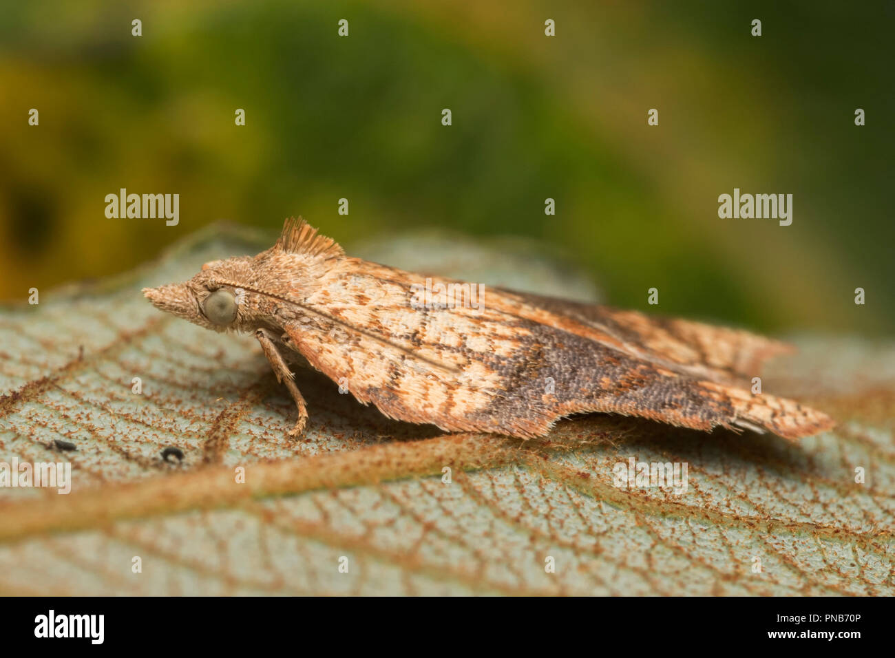 Notched wing tortrix moth hi-res stock photography and images - Alamy