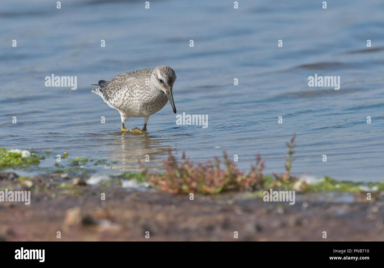Knot (Calidris canutus). Juvenile bird foraging. The species is known ...