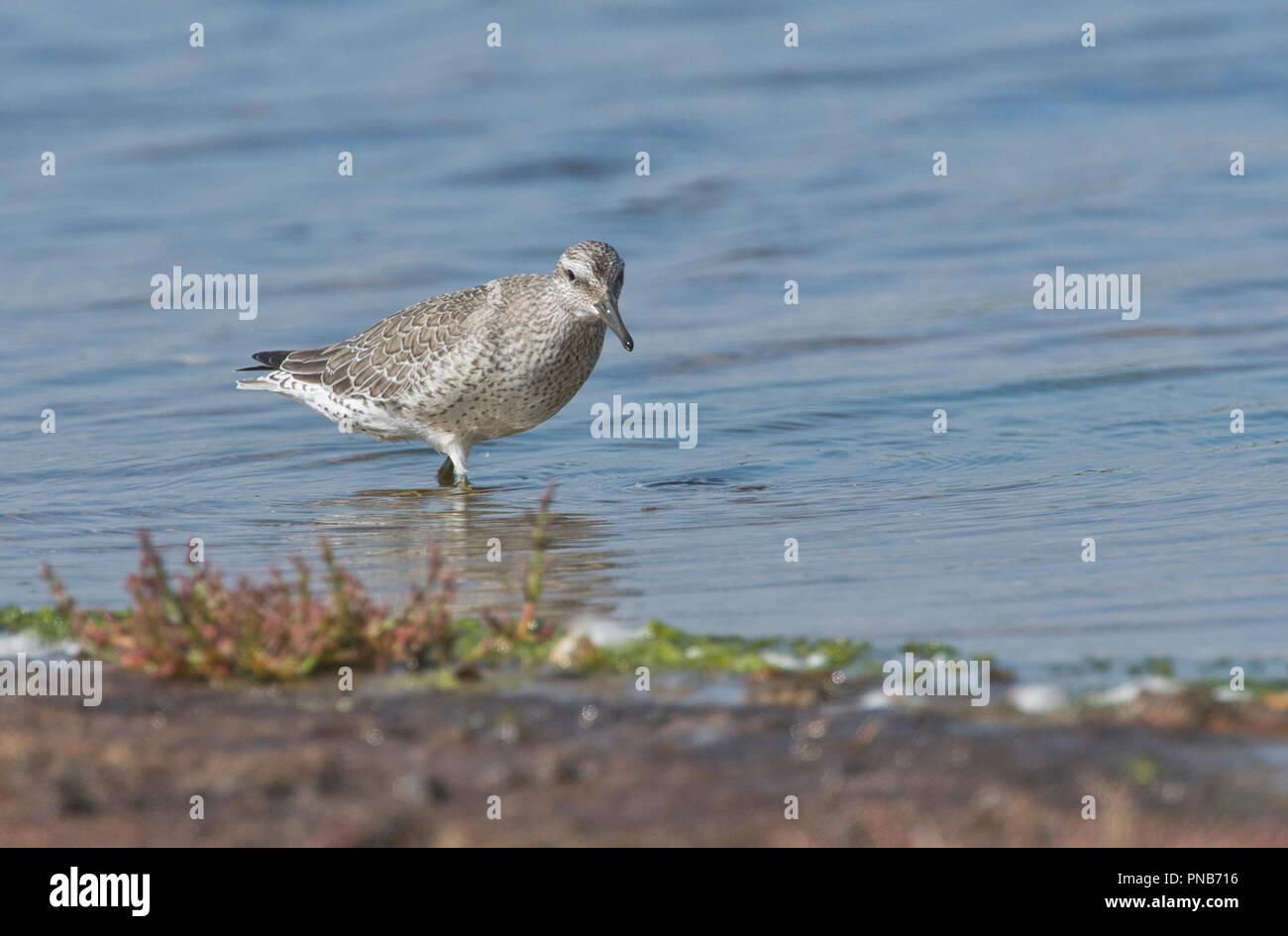 Knutt hi-res stock photography and images - Alamy