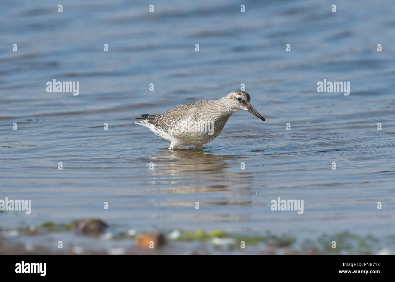 Red knot hi-res stock photography and images - Alamy