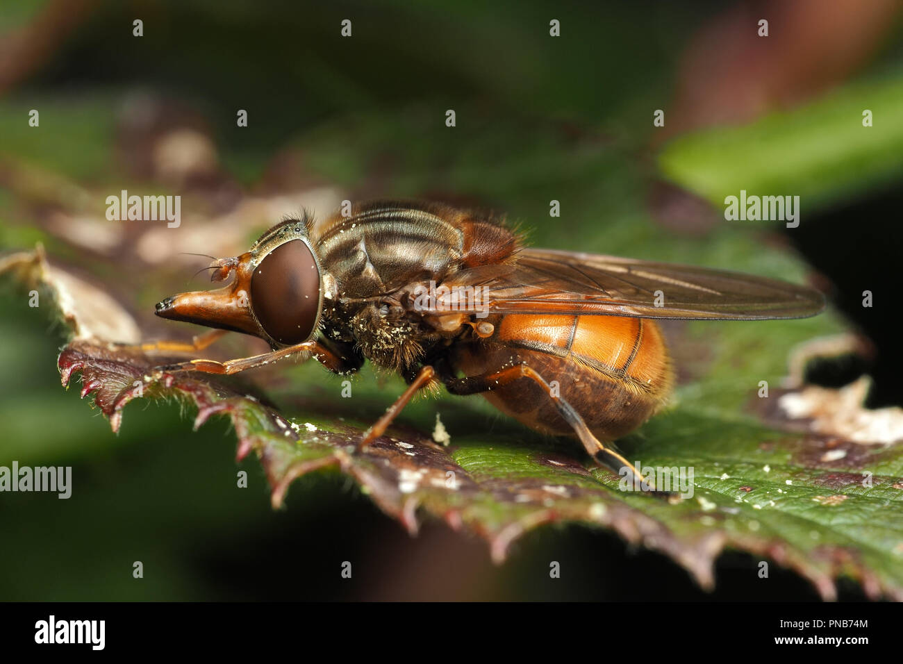 Rhingia campestris hi-res stock photography and images - Alamy