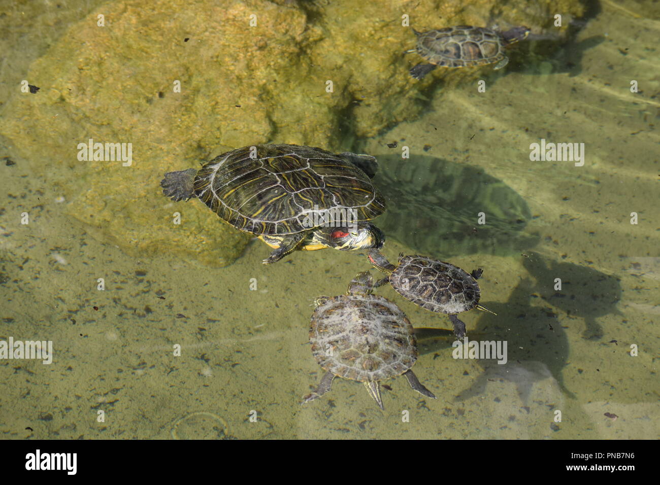 Family of Turtles swimming Stock Photo - Alamy