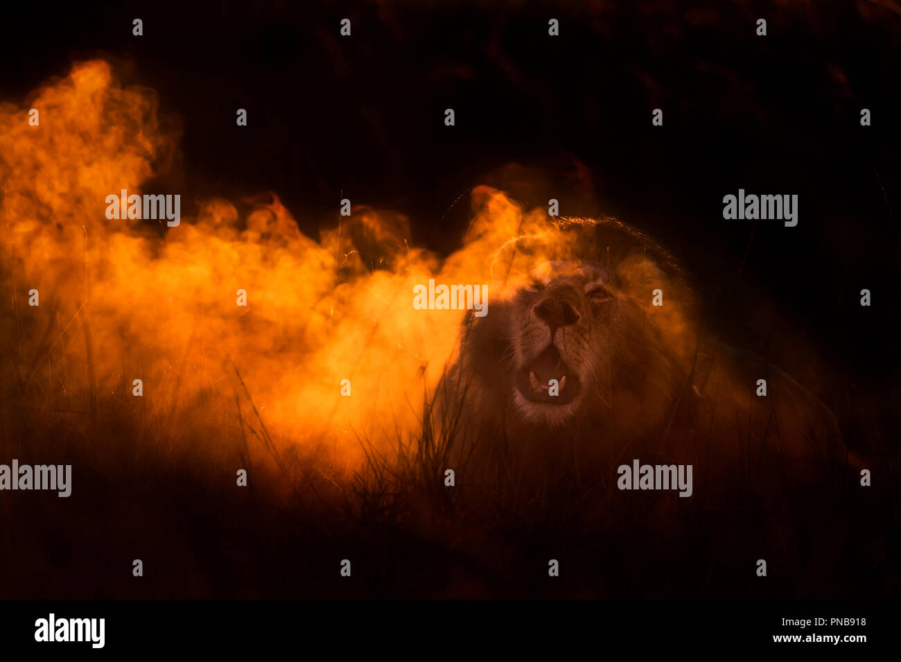 Black mane lion hi-res stock photography and images - Alamy