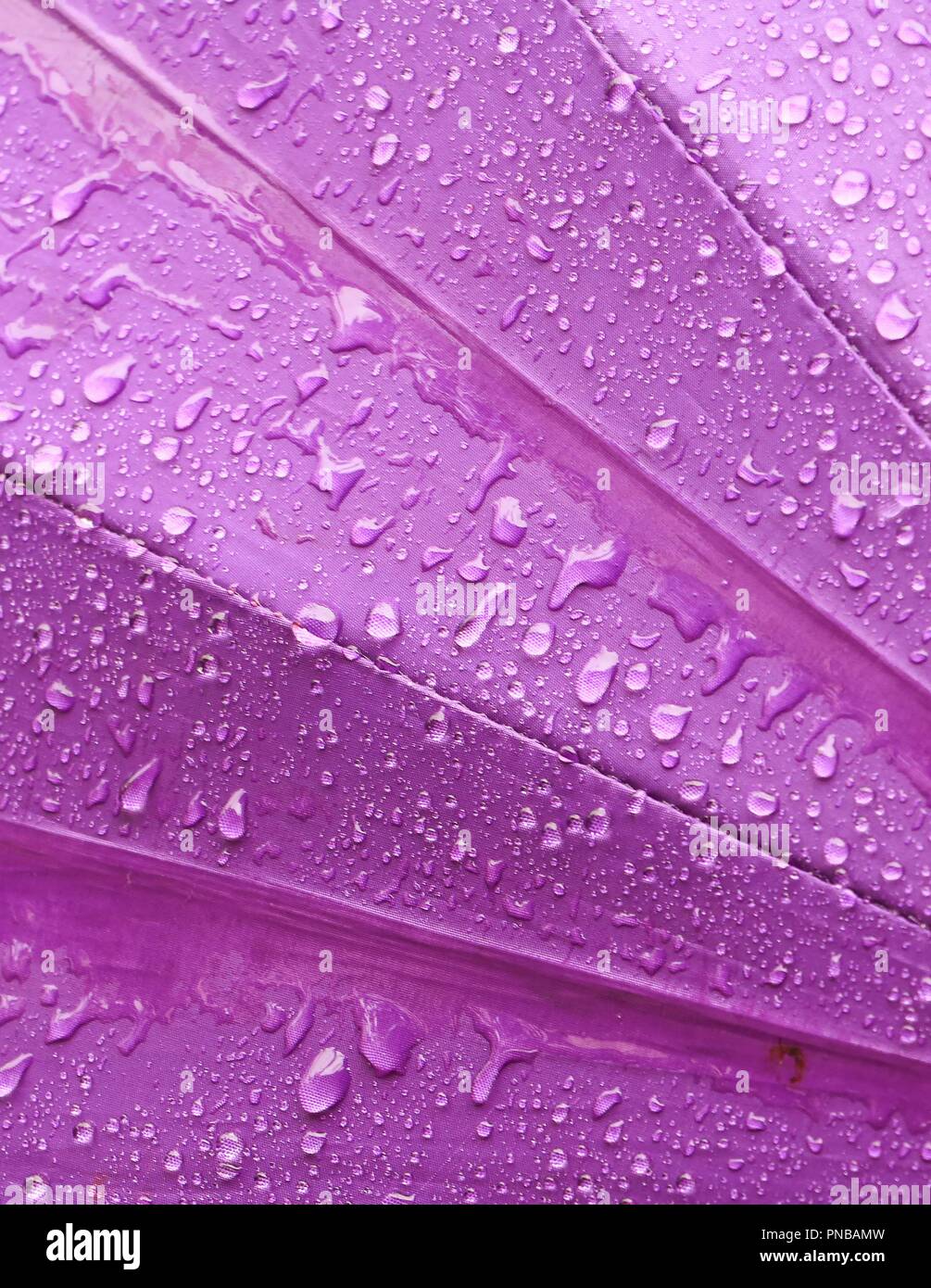 Purple raincoat hi-res stock photography and images - Alamy