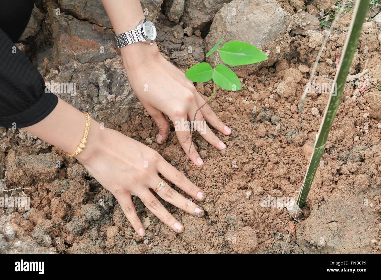 hand with Planting a tree in soil Stock Photo - Alamy