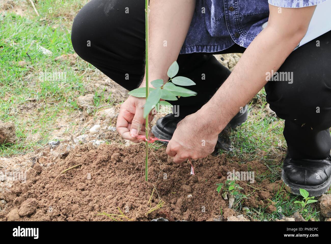 hand with Planting a tree in soil Stock Photo - Alamy