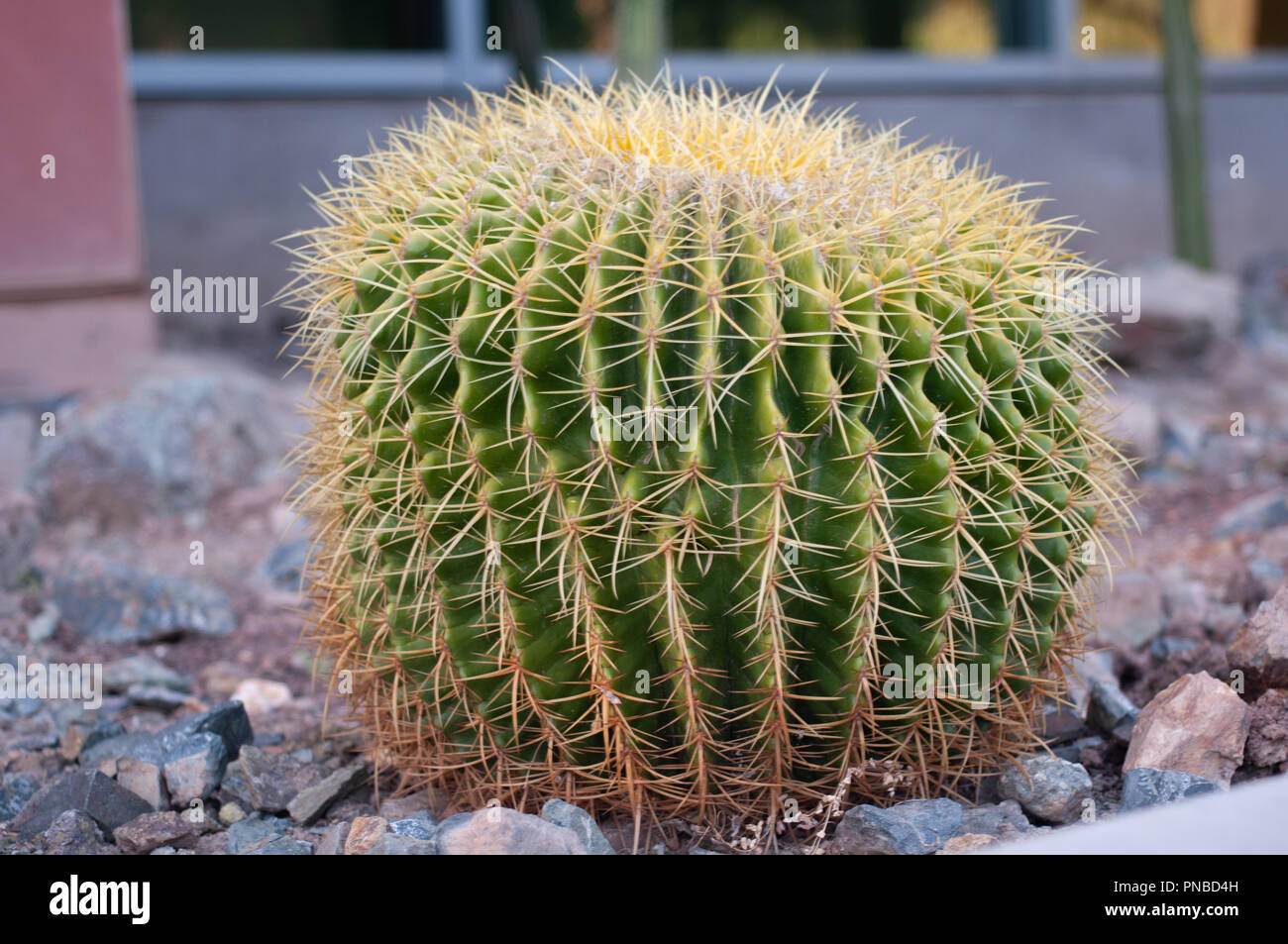 Sphere cacti hi-res stock photography and images - Alamy