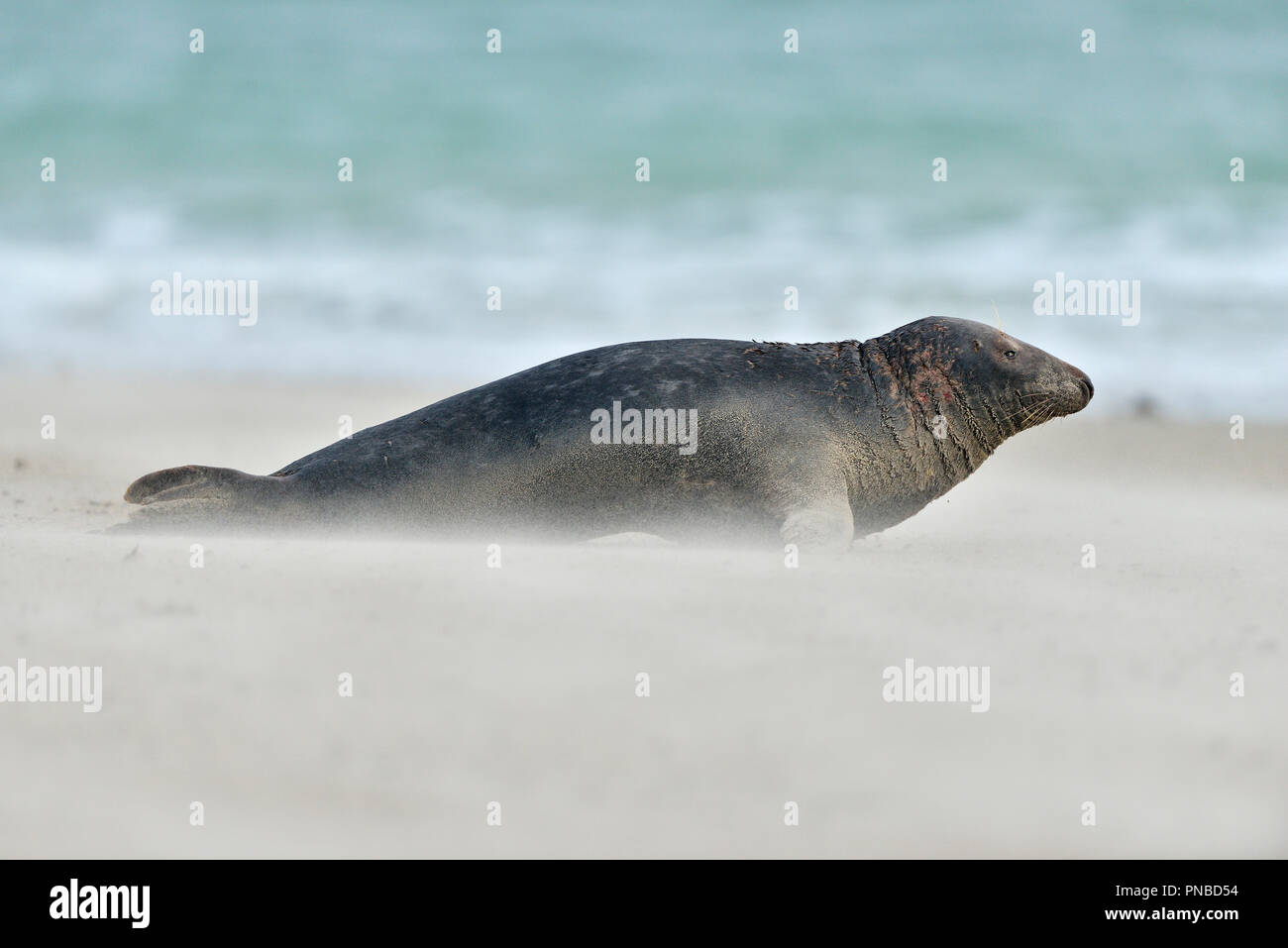 Seal waving hi-res stock photography and images - Alamy