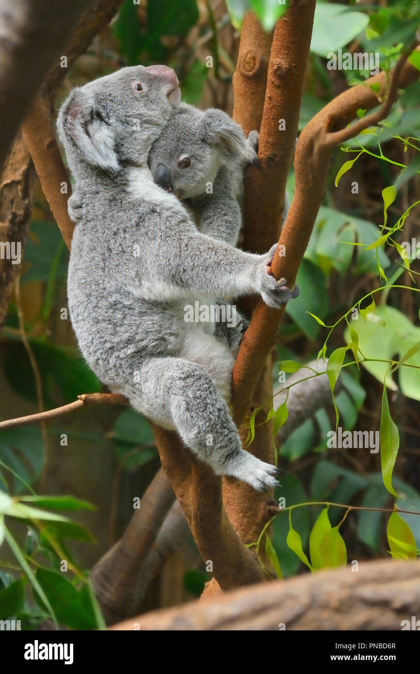 Mother koala and baby hi-res stock photography and images - Alamy