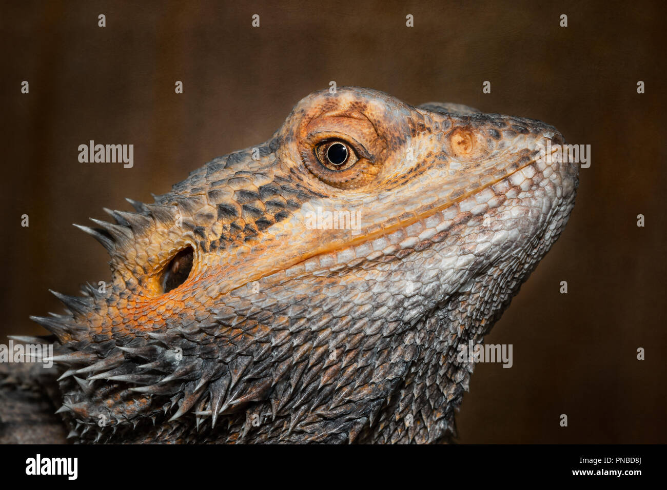 Profile close up of a head of a Bearded Dragon showing the beardies eye ...