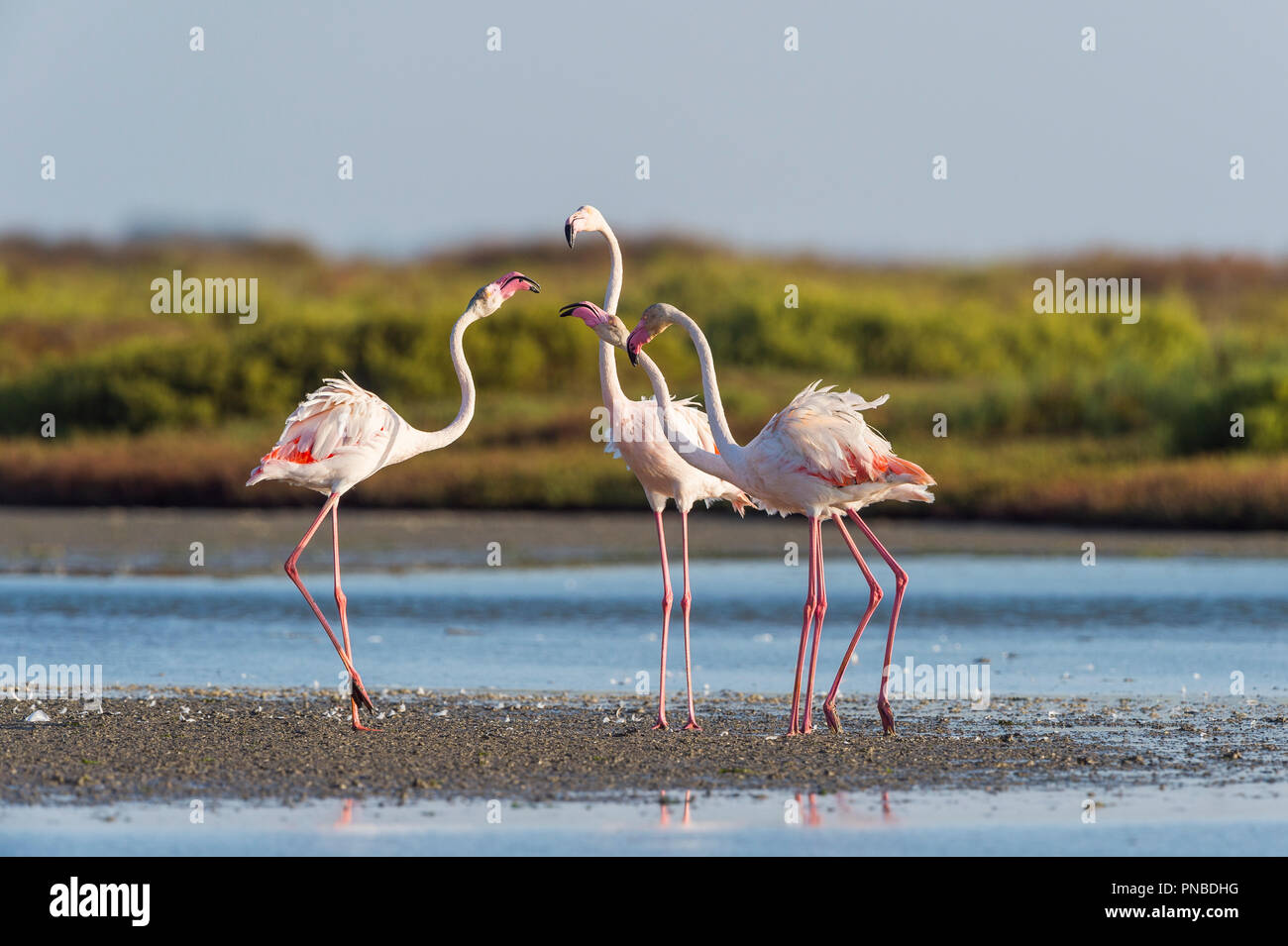 Camargue flamingo hi-res stock photography and images - Alamy