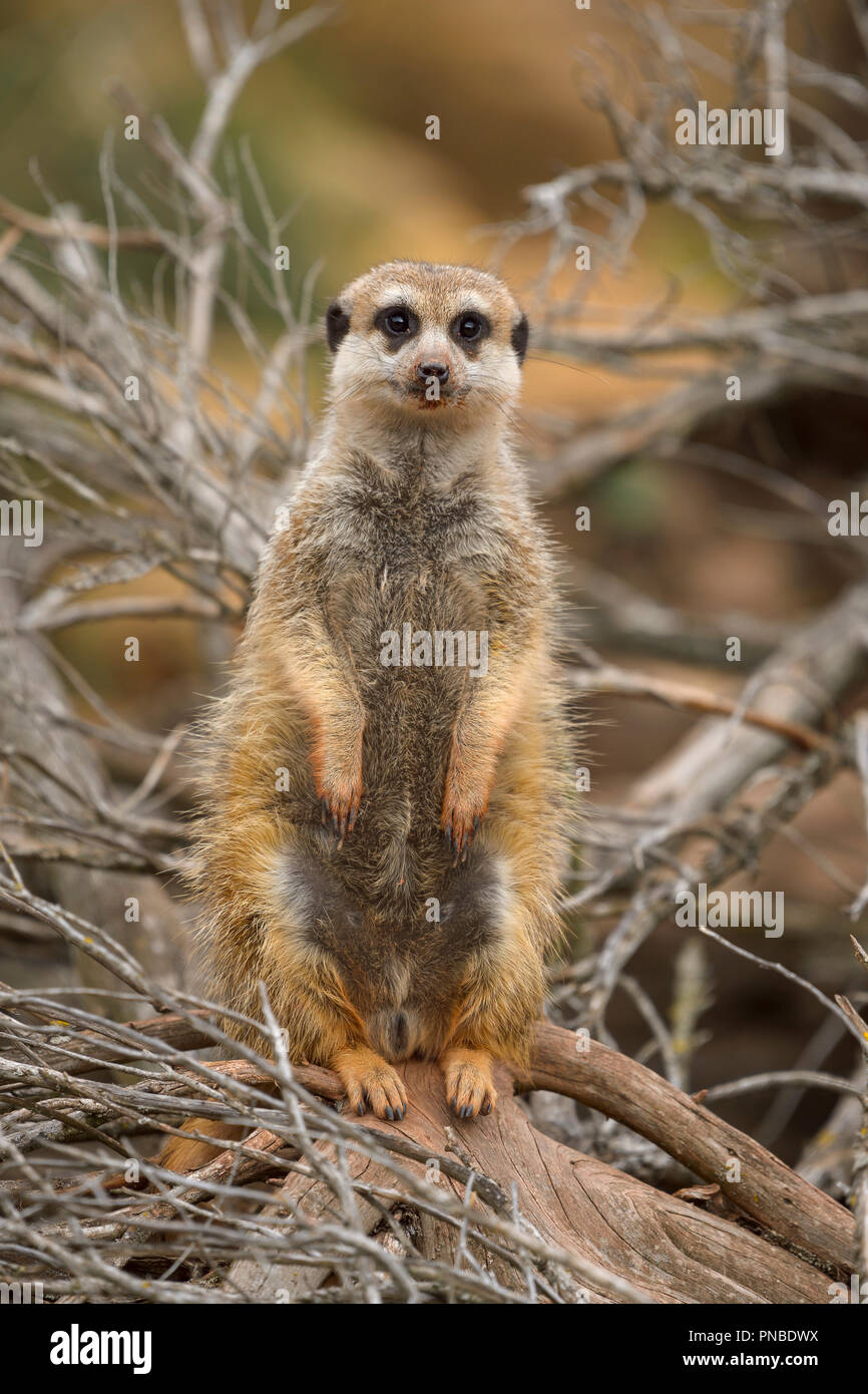 Meerkat, Suricata suricatta Stock Photo - Alamy